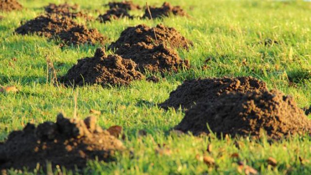 Mole Control Specialists Nottingham | Confirm A Kill