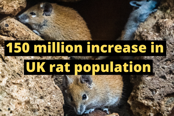 Lockdown Helps Boost Rat Population | Confirm A Kill