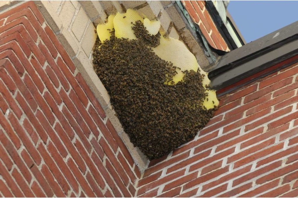 How to Get Rid of Bees | Confirm A Kill
